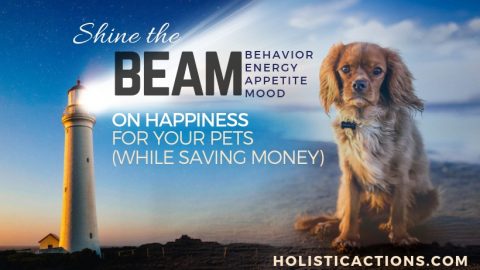 Optimize Your Pet's Quality Of Life Using BEAM