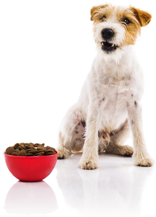 Dog Journal - Holistic Actions!