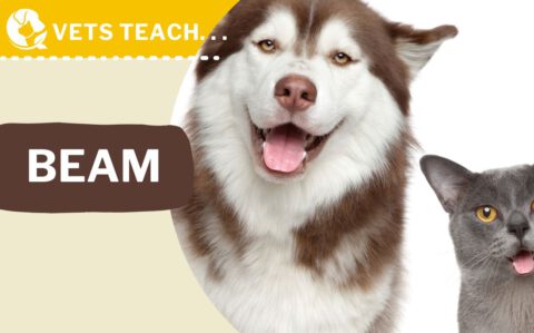 Optimize Your Pet's Quality Of Life Using BEAM