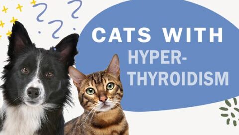 Common Symptoms of Hyperthyroidism in Cats - HolisticActions!