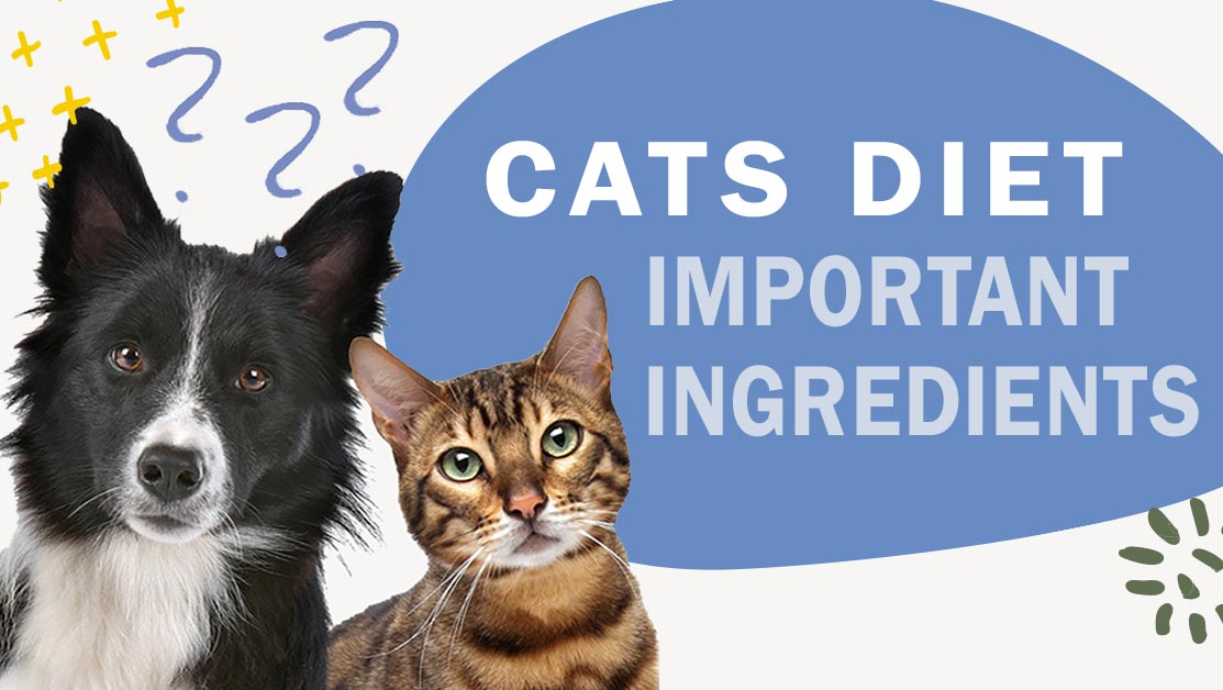 Essential Ingredients For Your Cat s Diet HolisticActions 